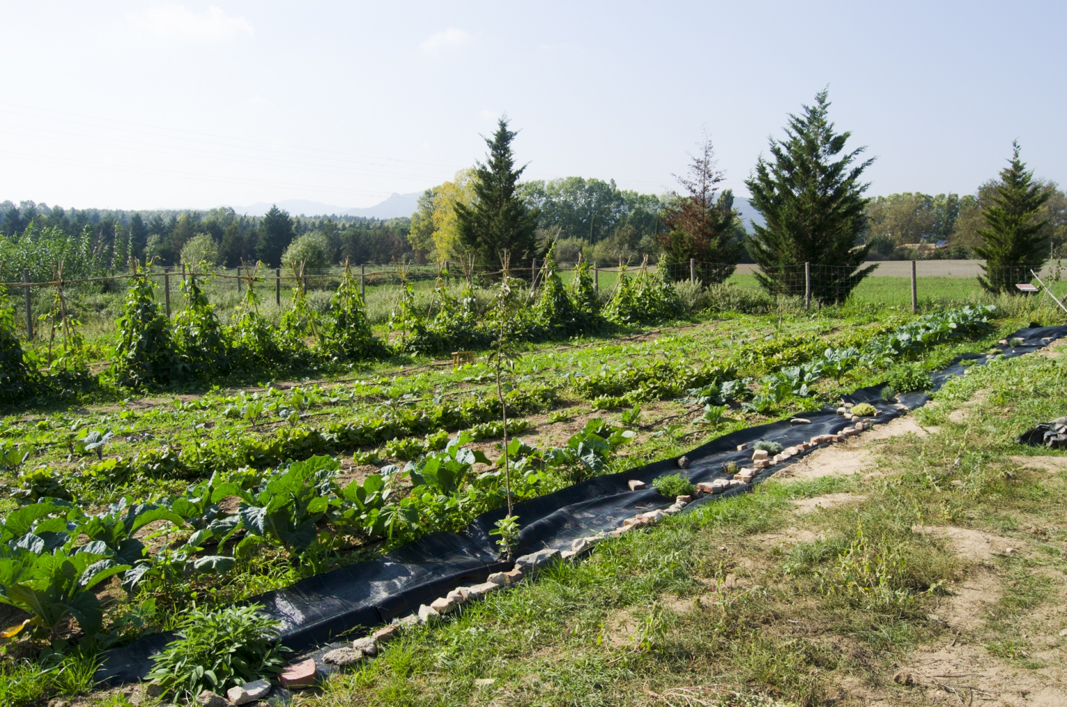 El Ruralization entra en una fase més pràctica – XCN
